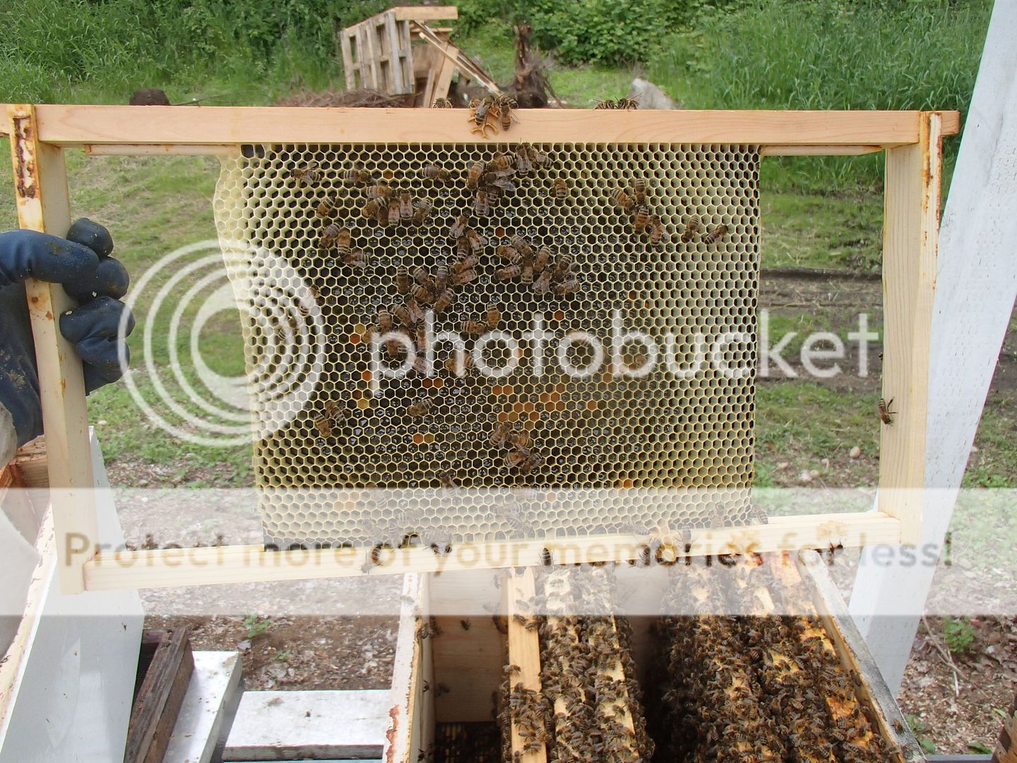 Photos of my partial sheet of foundation in deep frames -experiment | Beesource Beekeeping Forums